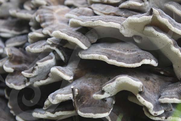 Shiitake, Reishi, Maitake, une triade d'aide médicinale en cas de chol